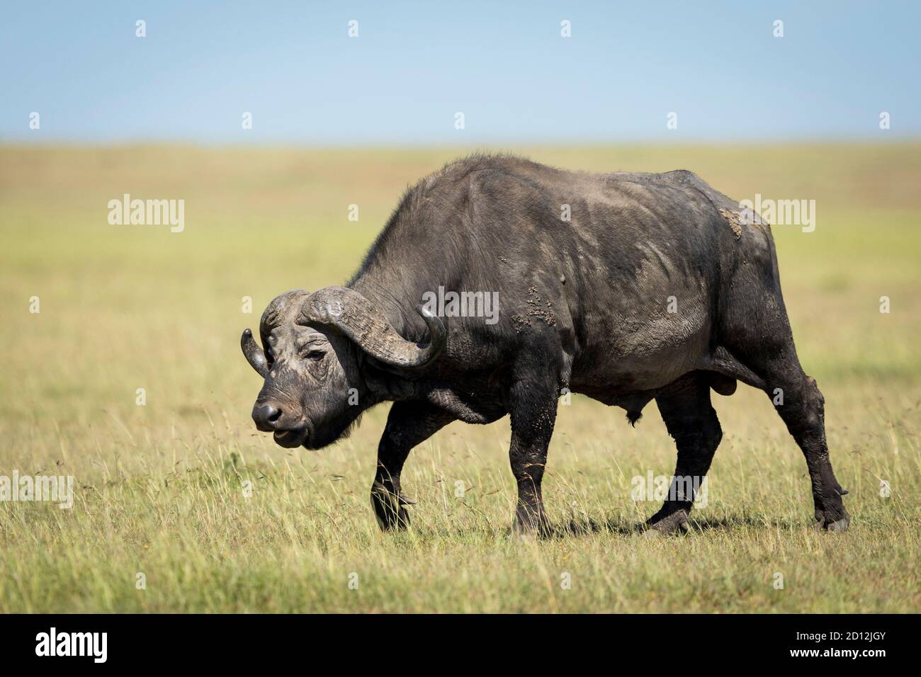 Bull masai mara hi-res stock photography and images - Alamy