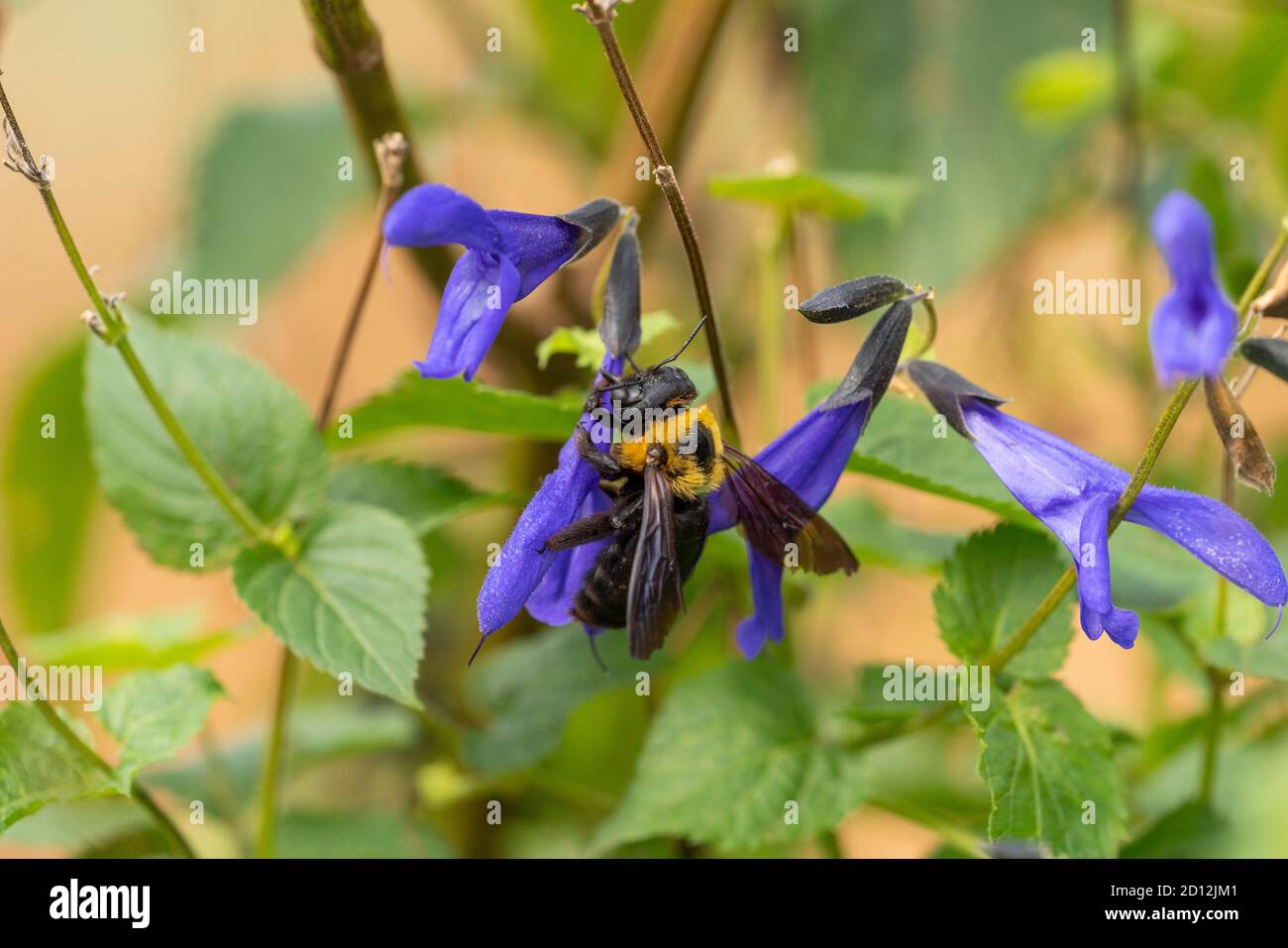 Carpenter bee (Xylocopa appendiculata) sucking Salvia guaranitica ...
