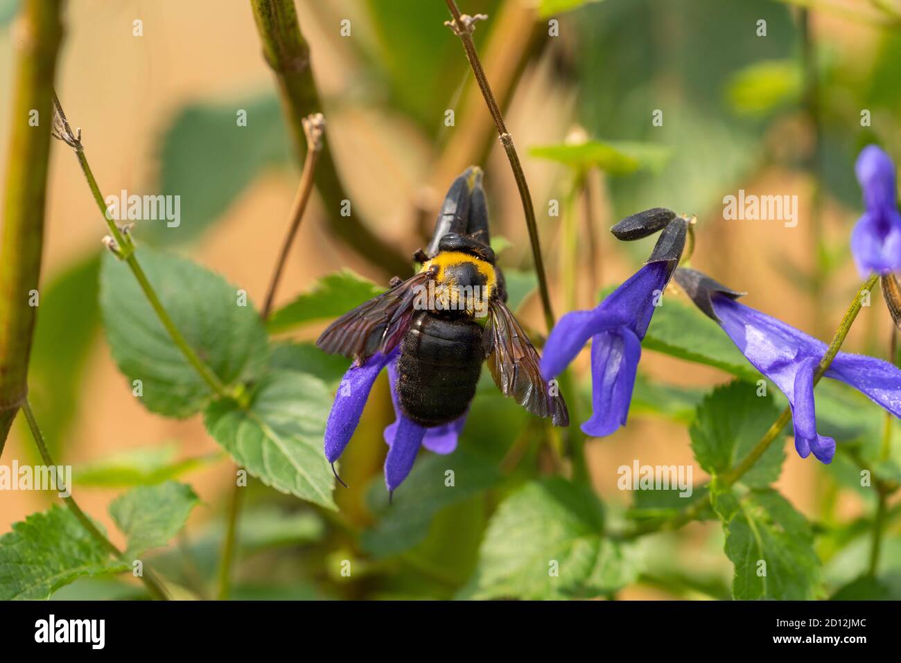 Japanese carpenter bee hi-res stock photography and images - Alamy