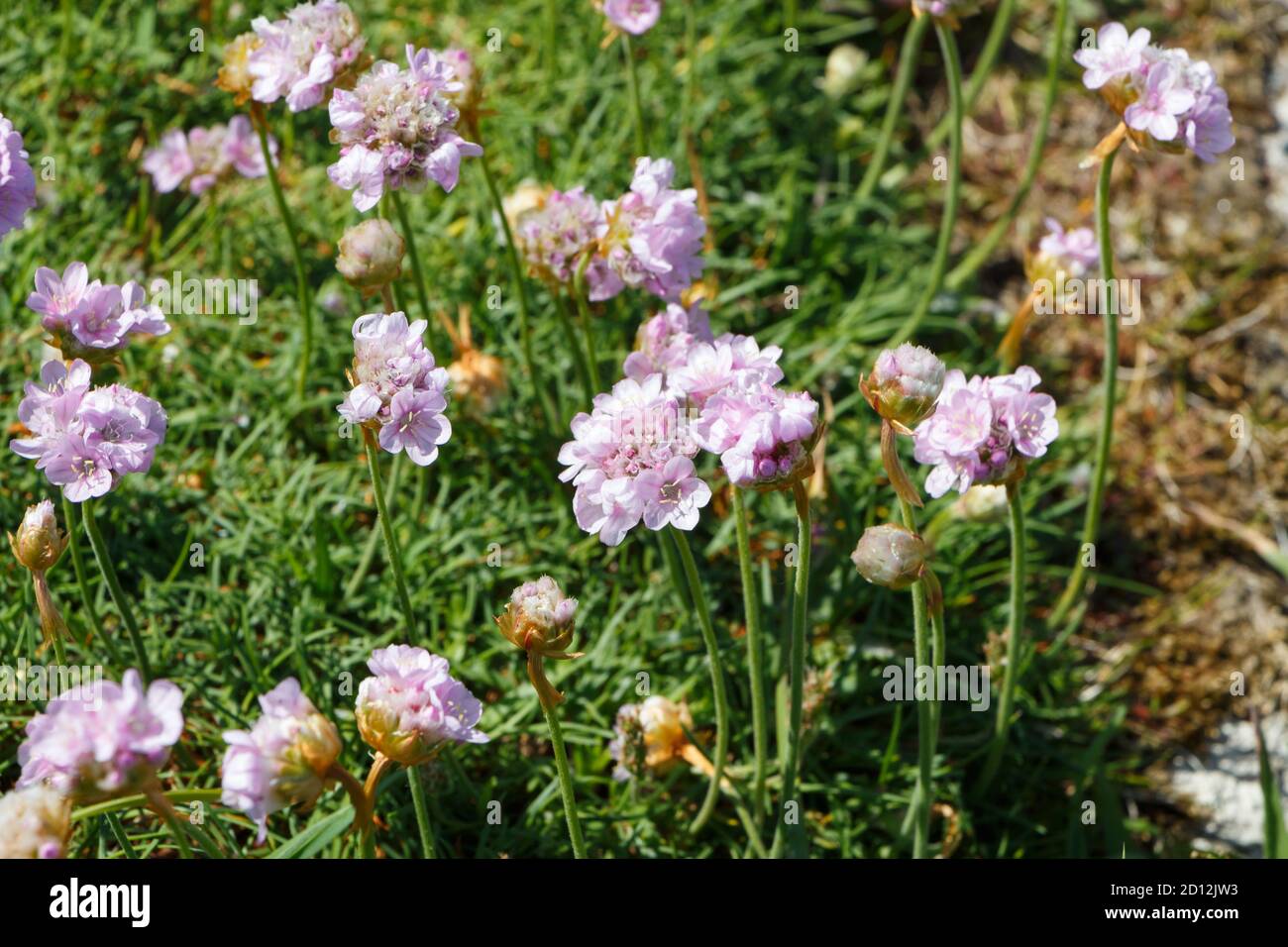 Pink sea thrift flowers near the coast in Brittany Stock Photo - Alamy