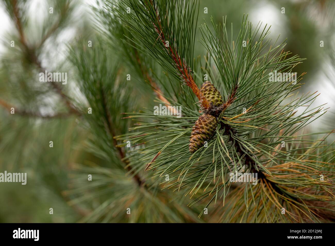 Green prickly branches fur tree hi-res stock photography and images - Alamy