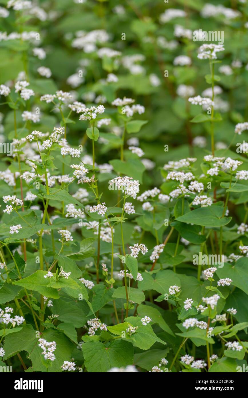 Buckwheat (Fagopyrum esculentum) field, Isehara City, Kanagawa ...