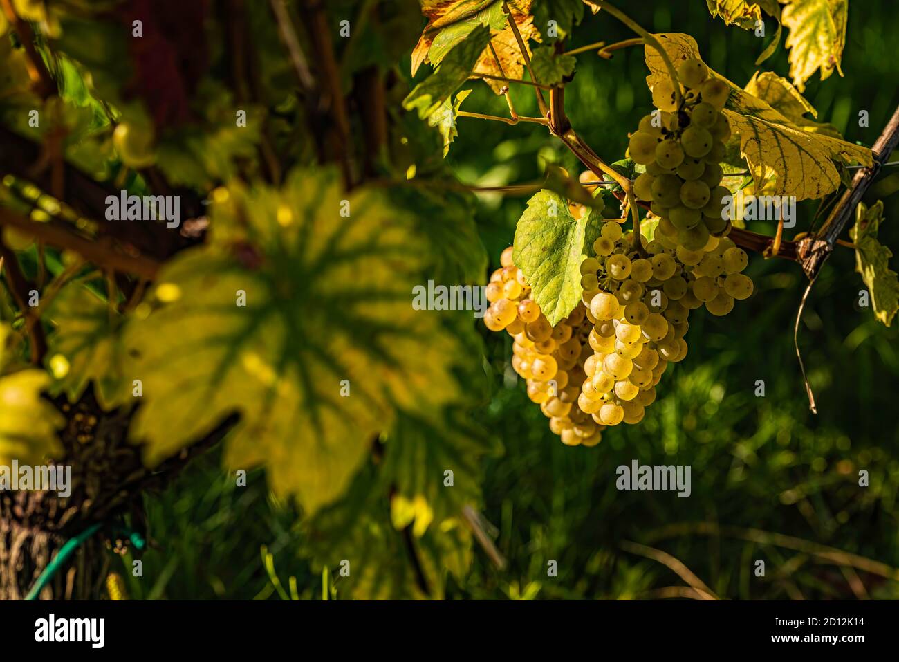 White grapes growing on vine in bright sunshine light Stock Photo - Alamy