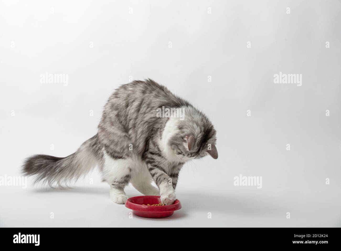 Fat cat eating hi-res stock photography and images - Alamy