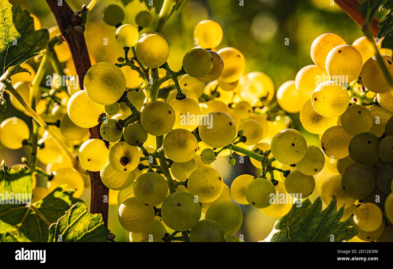 White grapes growing on vine in bright sunshine light Stock Photo - Alamy