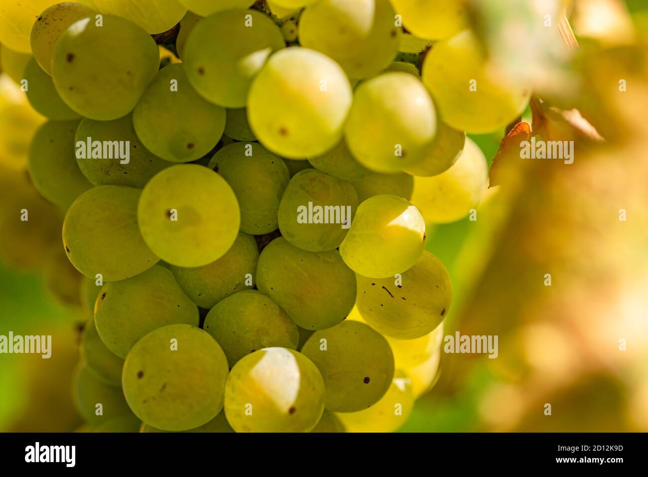 White grapes growing on vine in bright sunshine light Stock Photo - Alamy