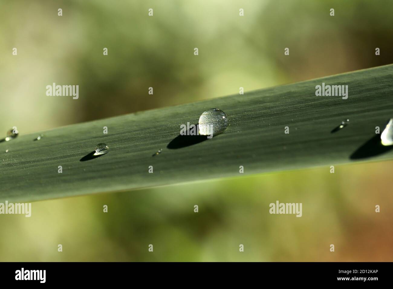 Corn leaf cell hi-res stock photography and images - Alamy