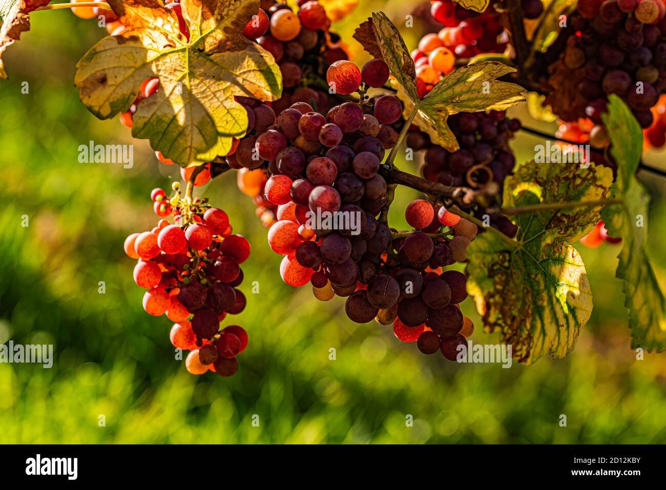 Red grapes growing on vine in bright sunshine light Stock Photo - Alamy