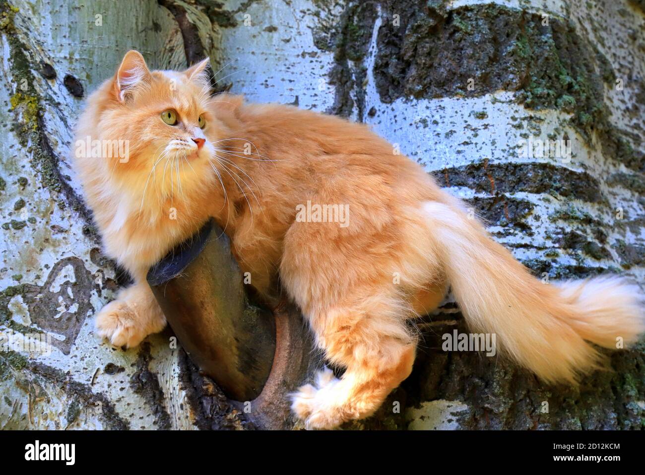 A beautiful big cute red long haired cat sits on a tree. Wild cat among ...