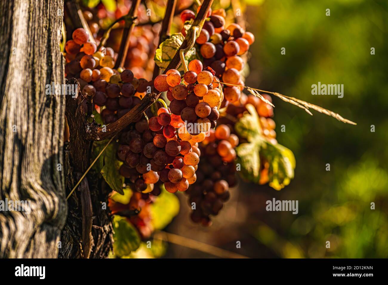 Red grapes growing on vine in bright sunshine light Stock Photo - Alamy
