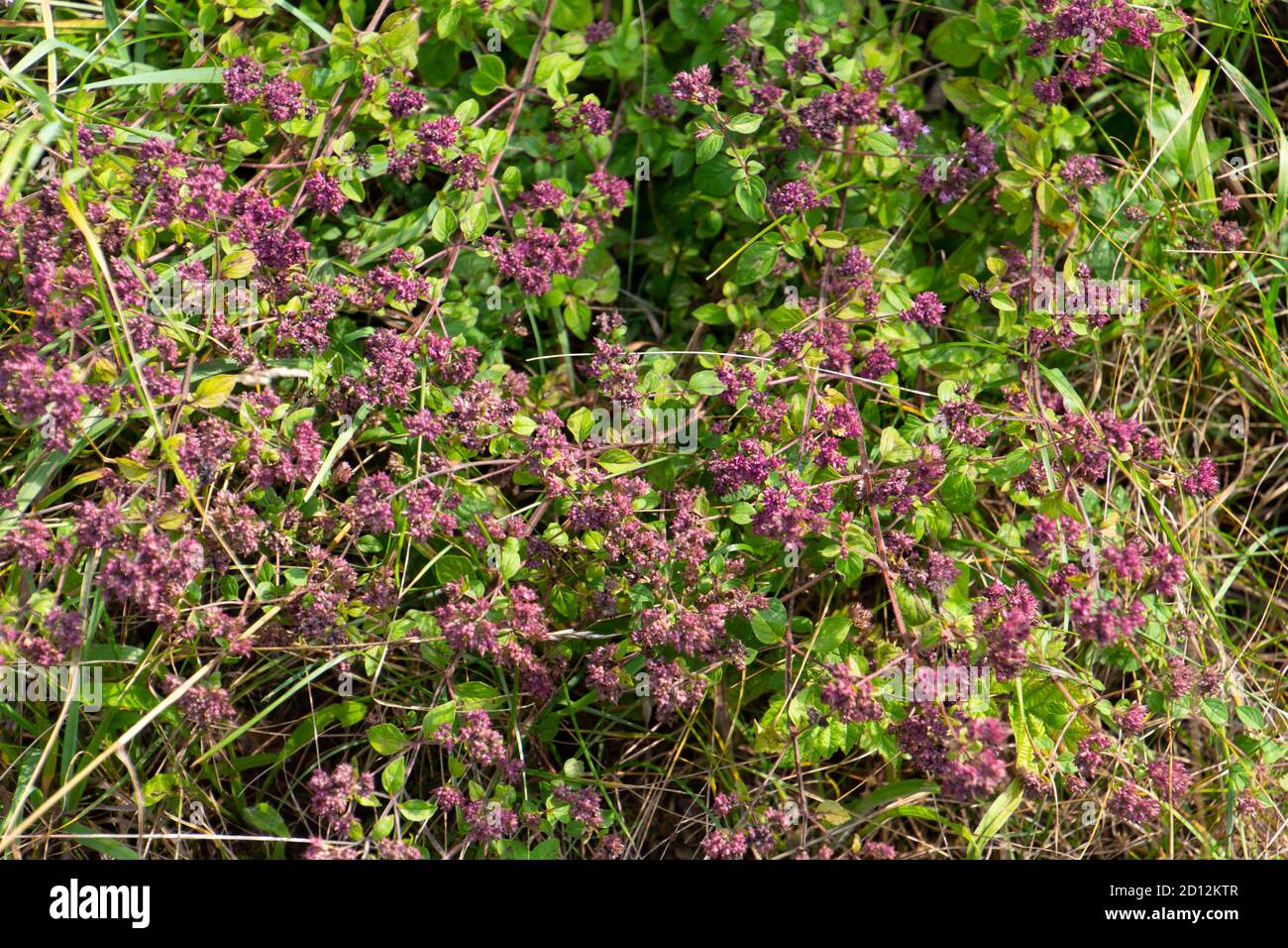 Dost echter hi-res stock photography and images - Alamy