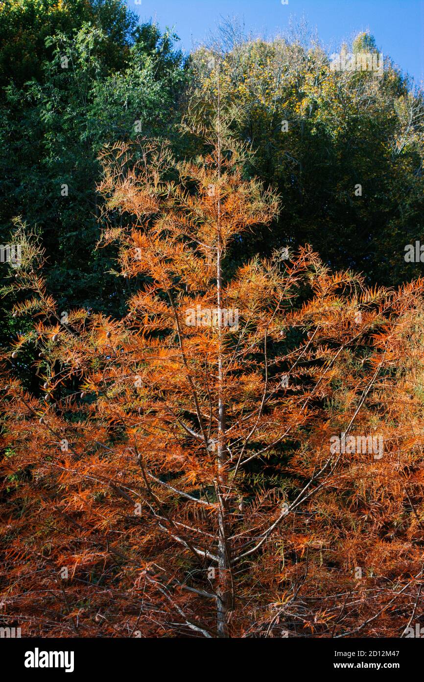 Autumn tree leaves texture background. leaf background texture Stock ...