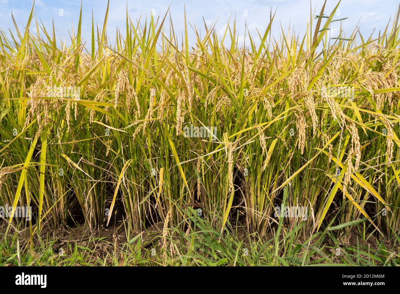 Ear of rice plant in October (autumn), Isehara City, Kanagawa ...