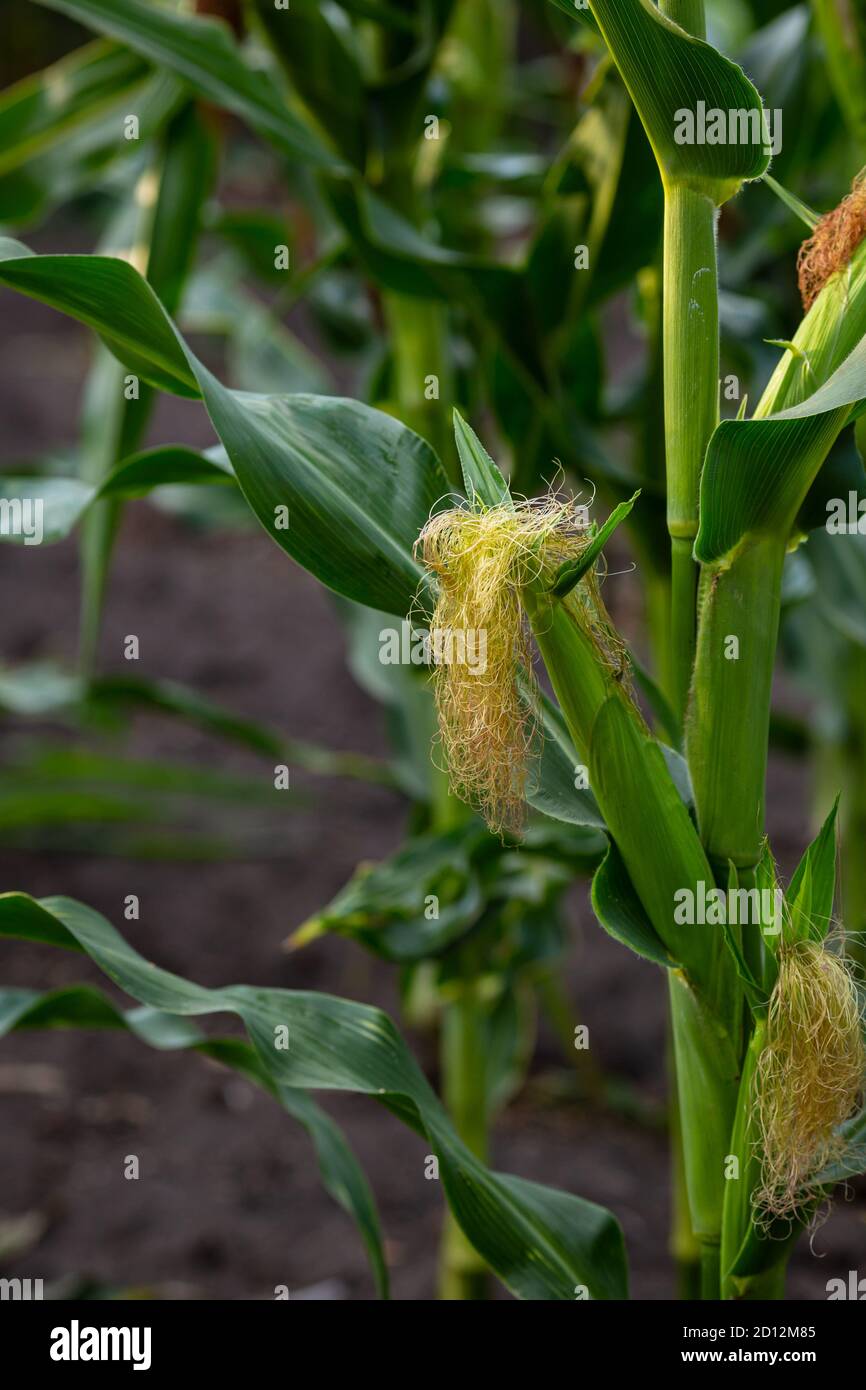 Close up of green corn on the cob outdoor, nature Stock Photo - Alamy