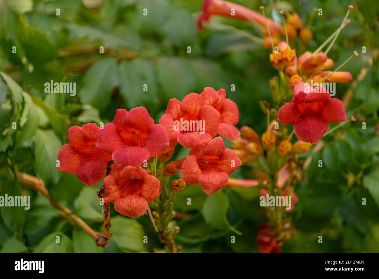 Beautiful red flowers of the trumpet vine or trumpet creeper Campsis ...