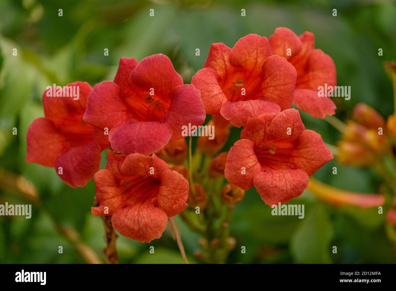 Beautiful red flowers of the trumpet vine or trumpet creeper Campsis ...