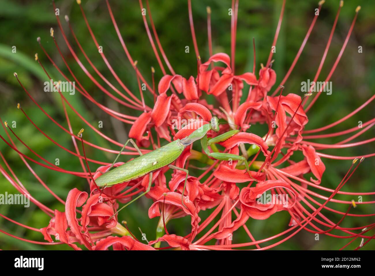 Harabiro Mantis (Hierodula patellifera) on Red spider lily (Lycoris ...