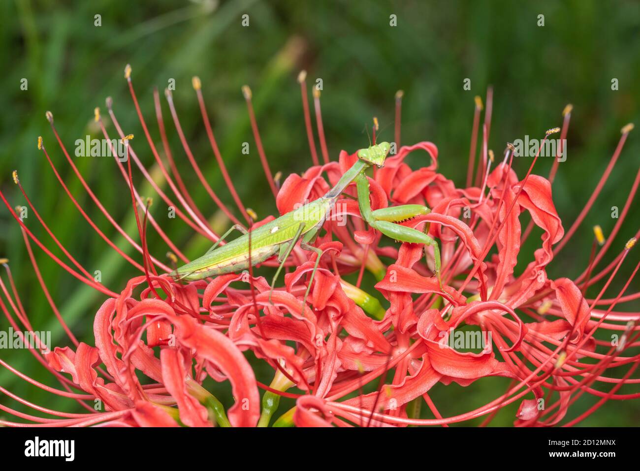 Harabiro Mantis (Hierodula patellifera) on Red spider lily (Lycoris ...