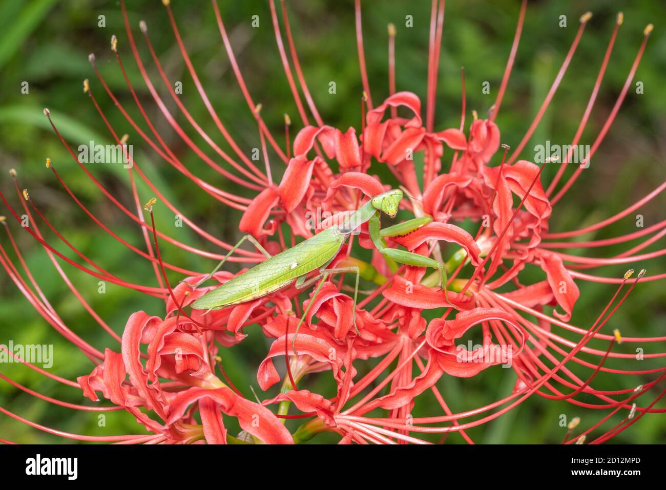 On red spider lily hi-res stock photography and images - Alamy