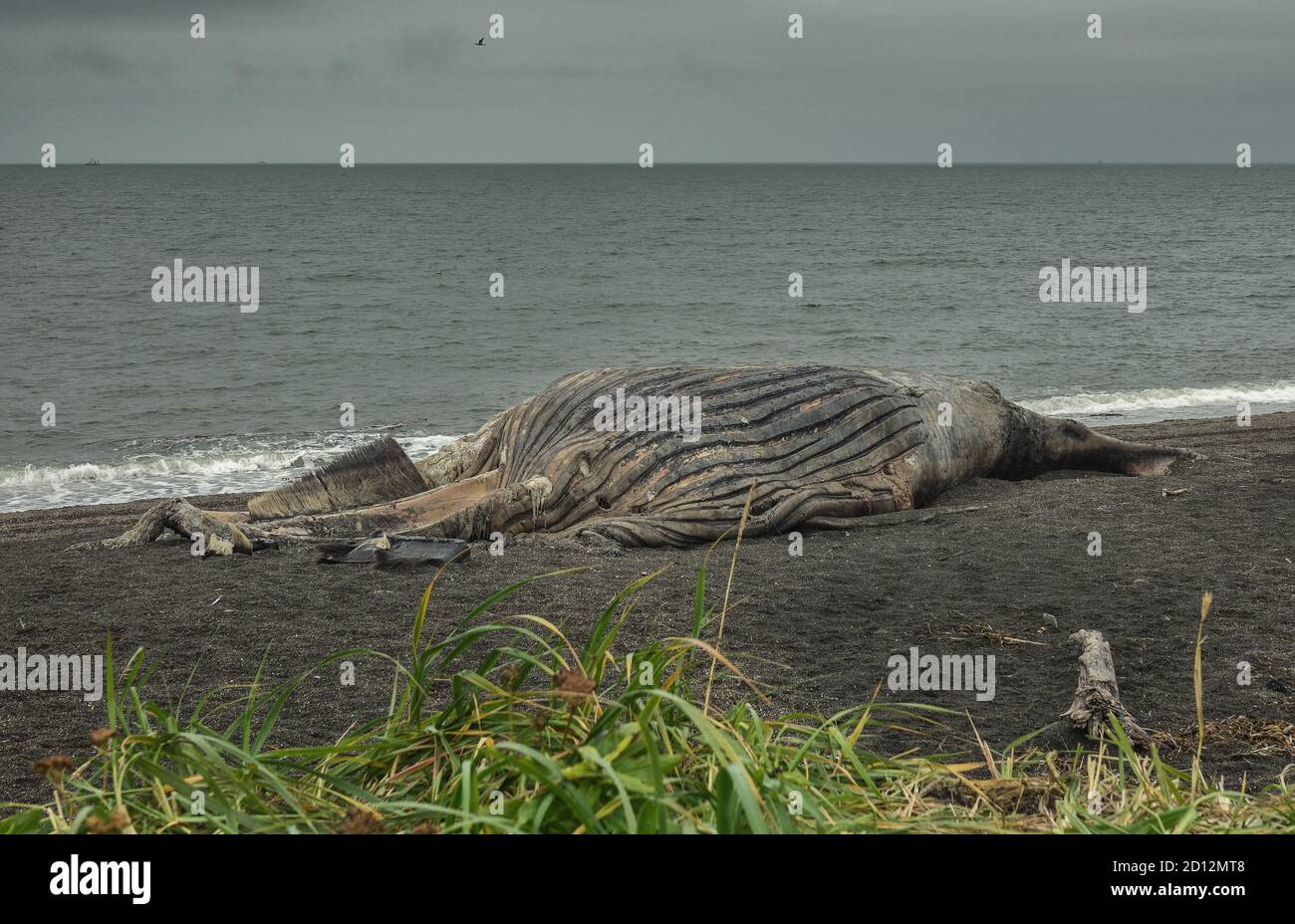 Dead whale stranded on hi-res stock photography and images - Alamy
