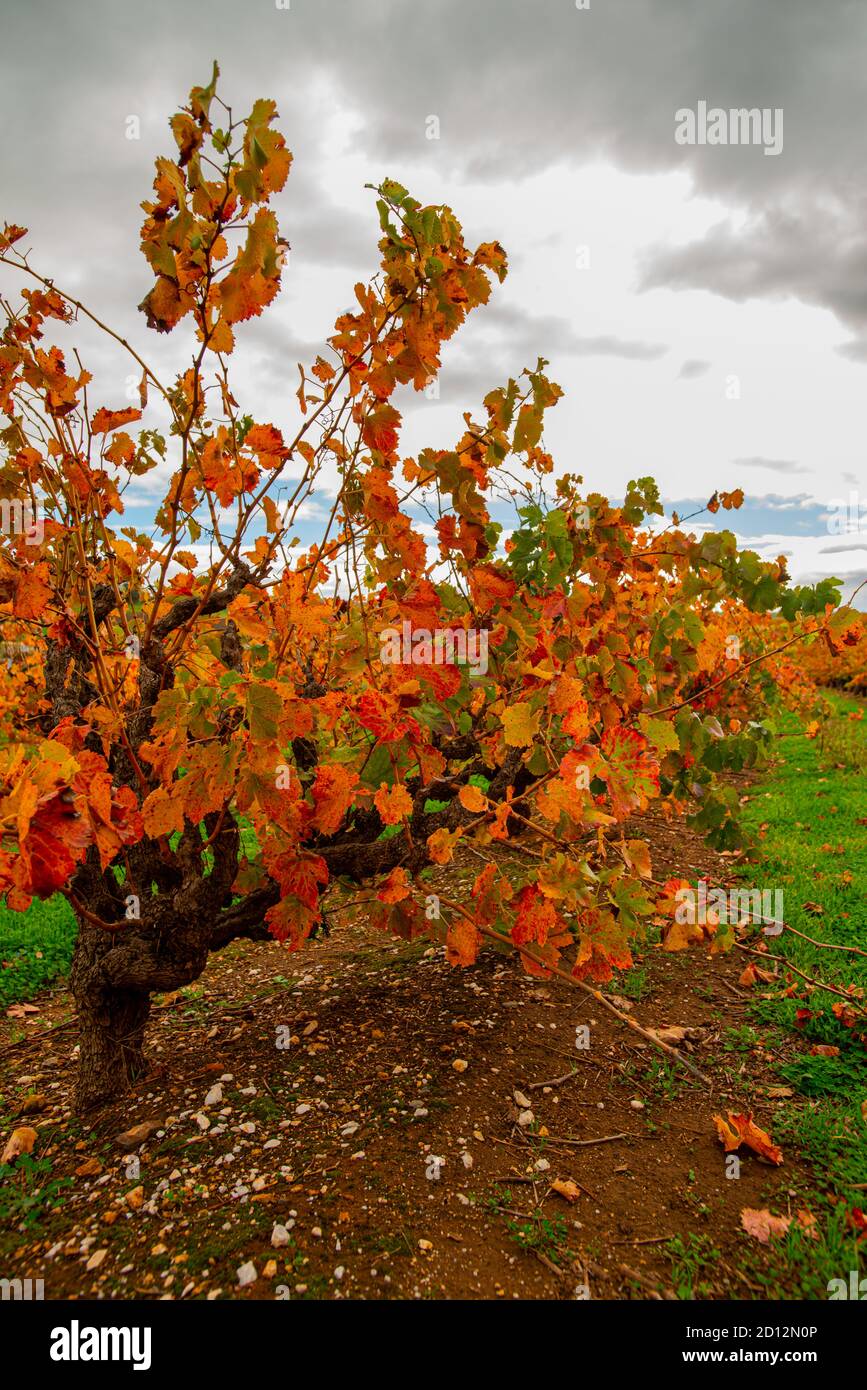 Orange wine country australia hi-res stock photography and images - Alamy