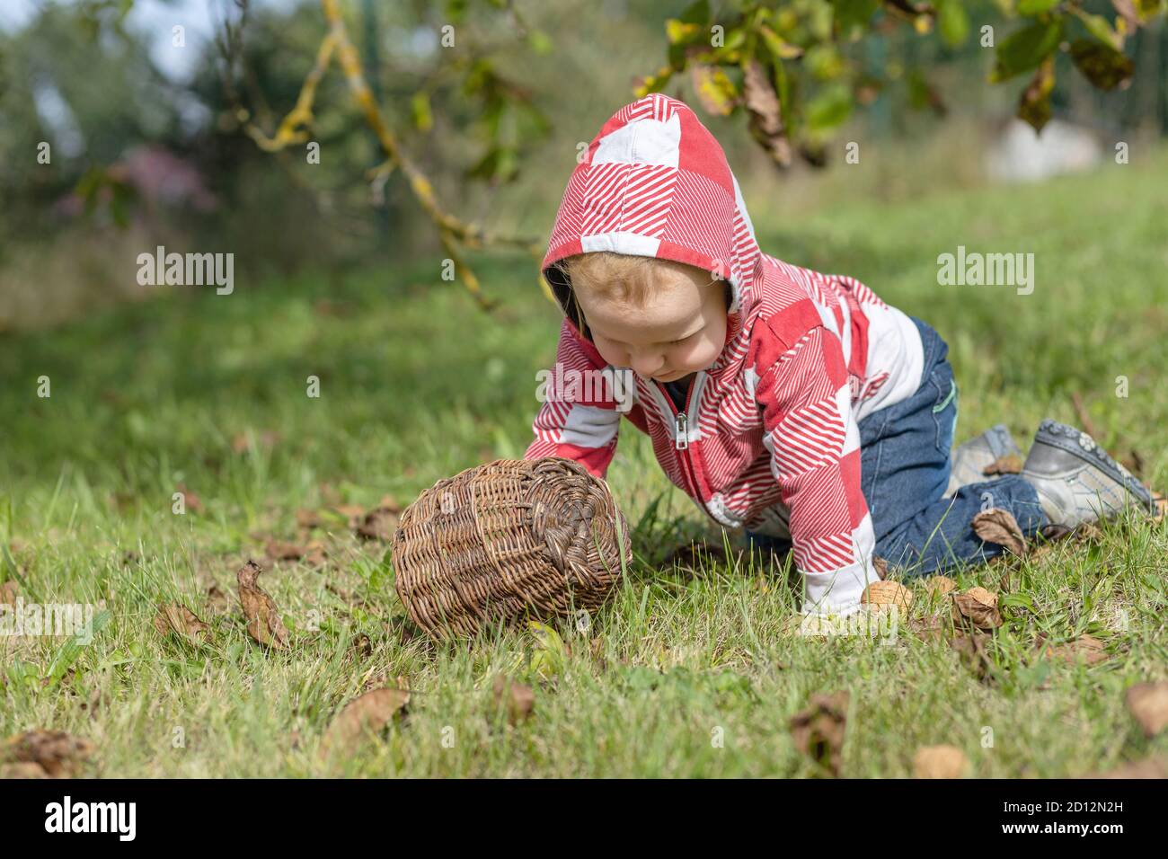 Portrait of cute baby boy harvesting walnuts of ground into handmade ...