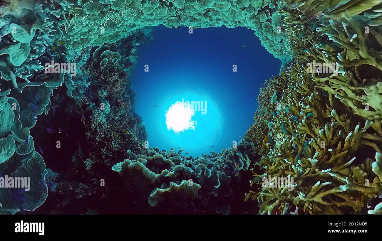 Sealife, Diving near a coral reef. Beautiful colorful tropical fish on ...