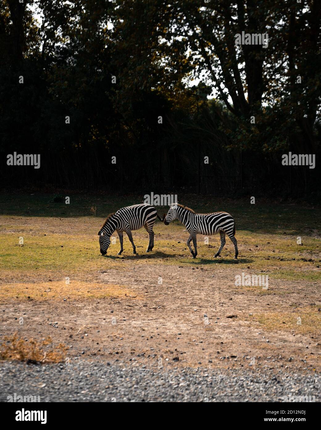 Beautiful shot zebra grazing hi-res stock photography and images - Alamy