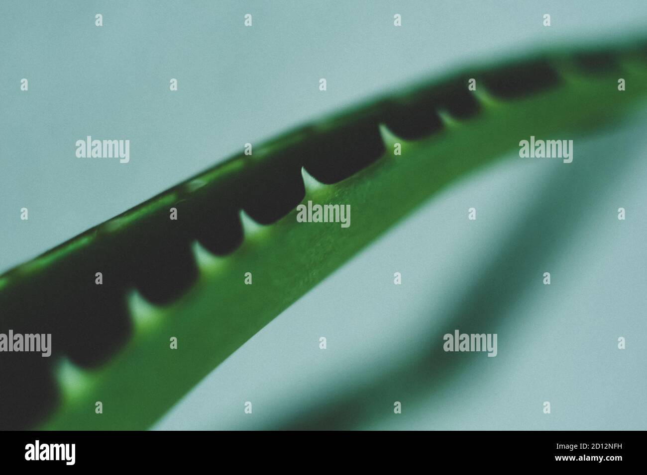 Aloe vera. Blurred Aloe Vera leaves. Texture. Green background ...
