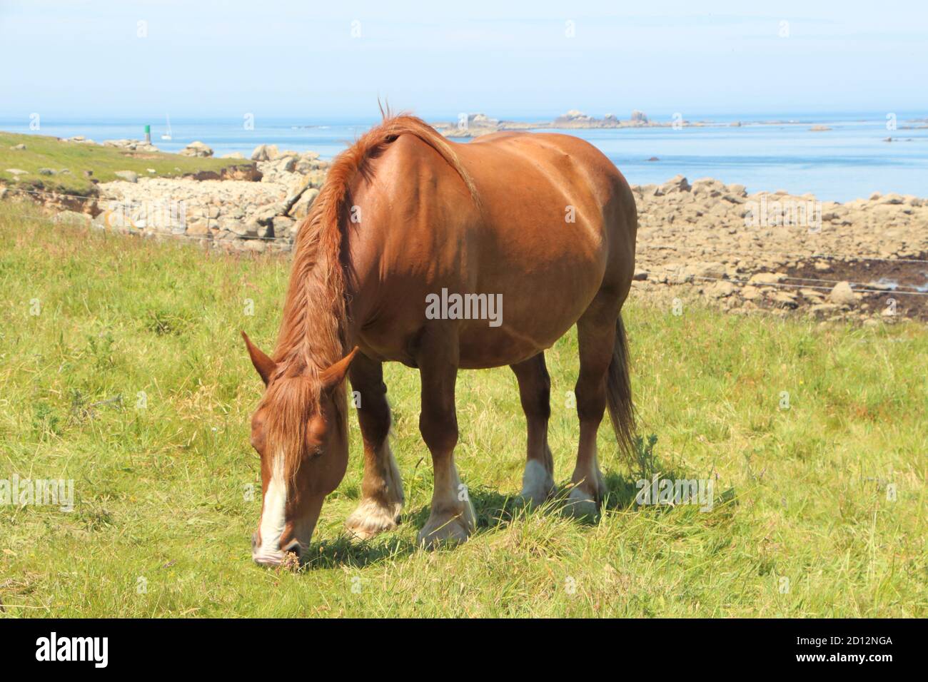 Breton horse hi-res stock photography and images - Alamy