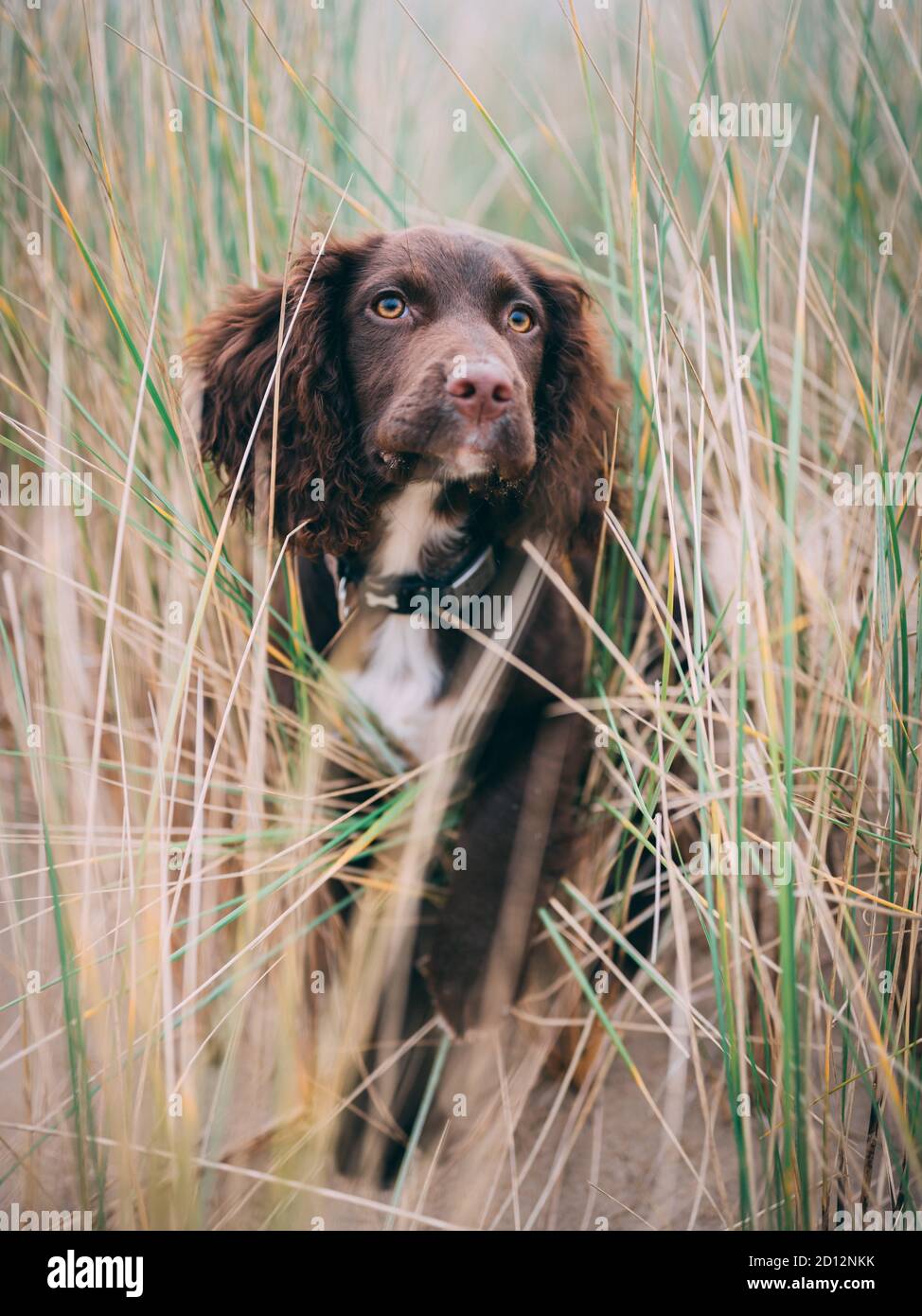 Sprocker spaniel hi-res stock photography and images - Alamy