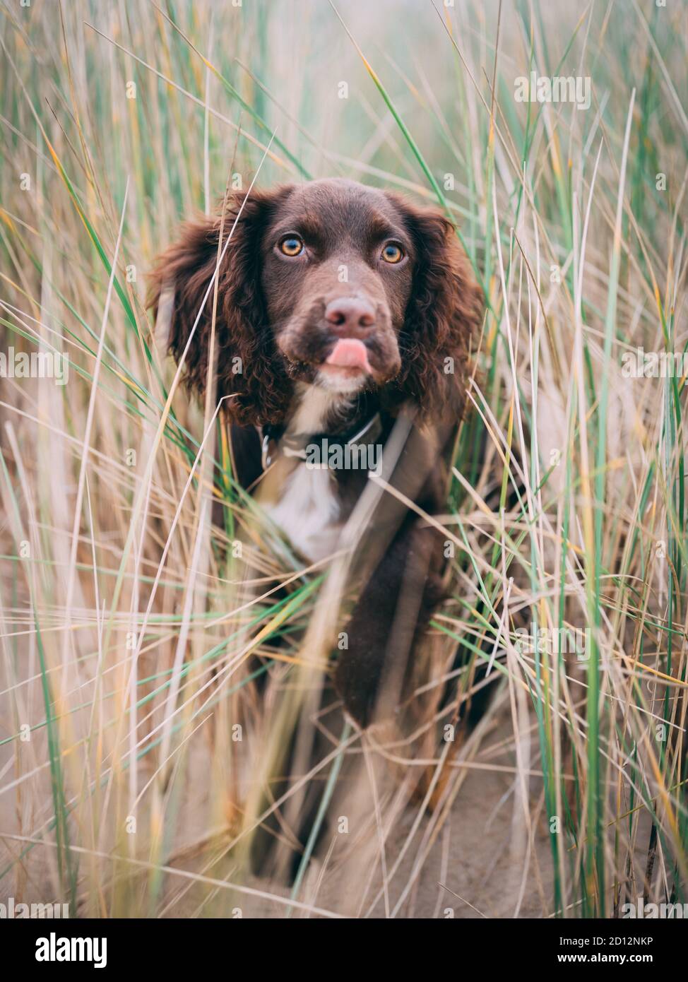 Sprocker Dog Cocker Spaniel High Resolution Stock Photography and ...