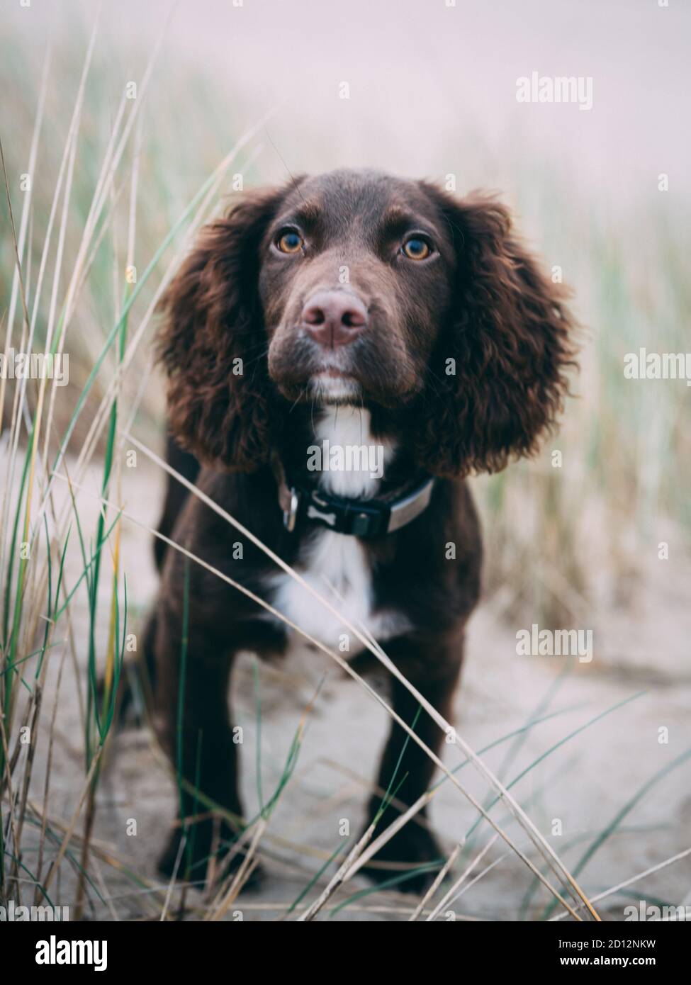 Sprocker spaniel hi-res stock photography and images - Alamy