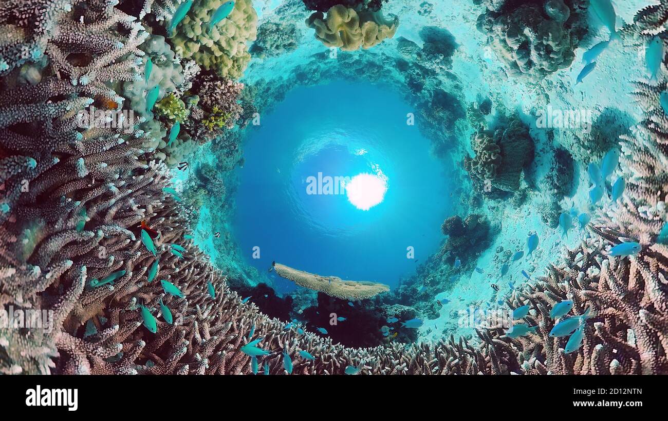 Coral reef and tropical fishes. The underwater world of the Philippines ...