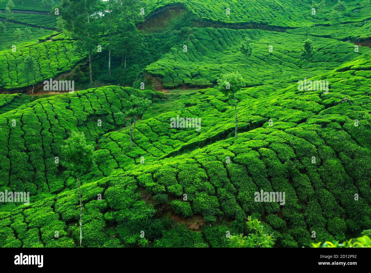 Munar india tea hi-res stock photography and images - Alamy