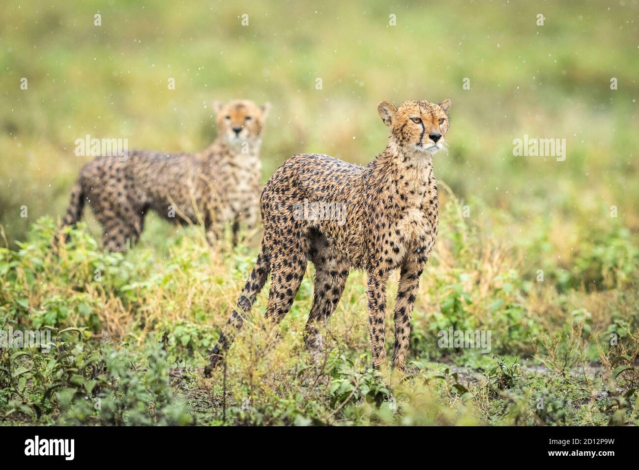 Two adult cheetahs getting wet standing in the rain in green bush in ...