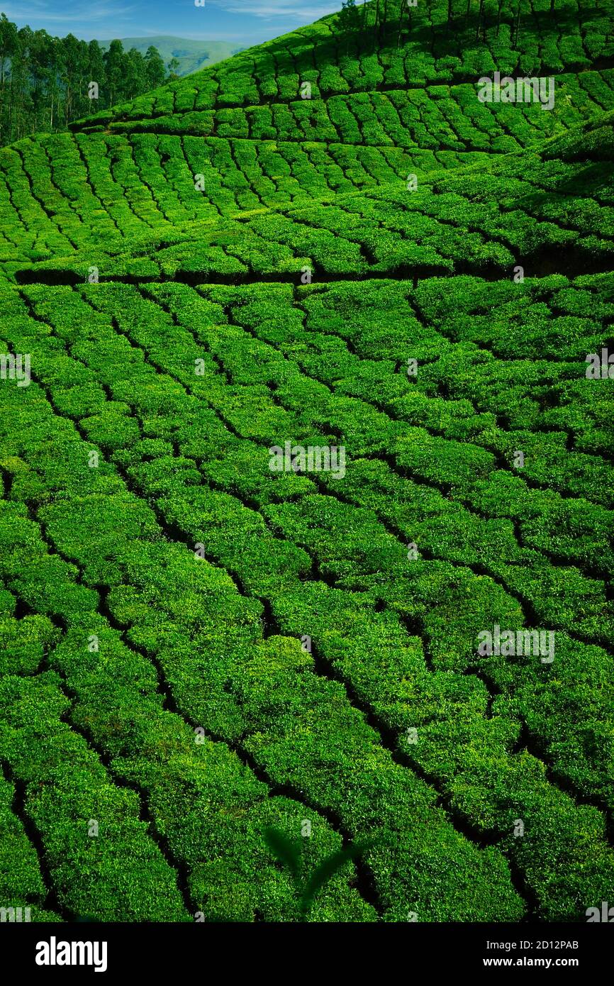 Munar india tea hi-res stock photography and images - Alamy