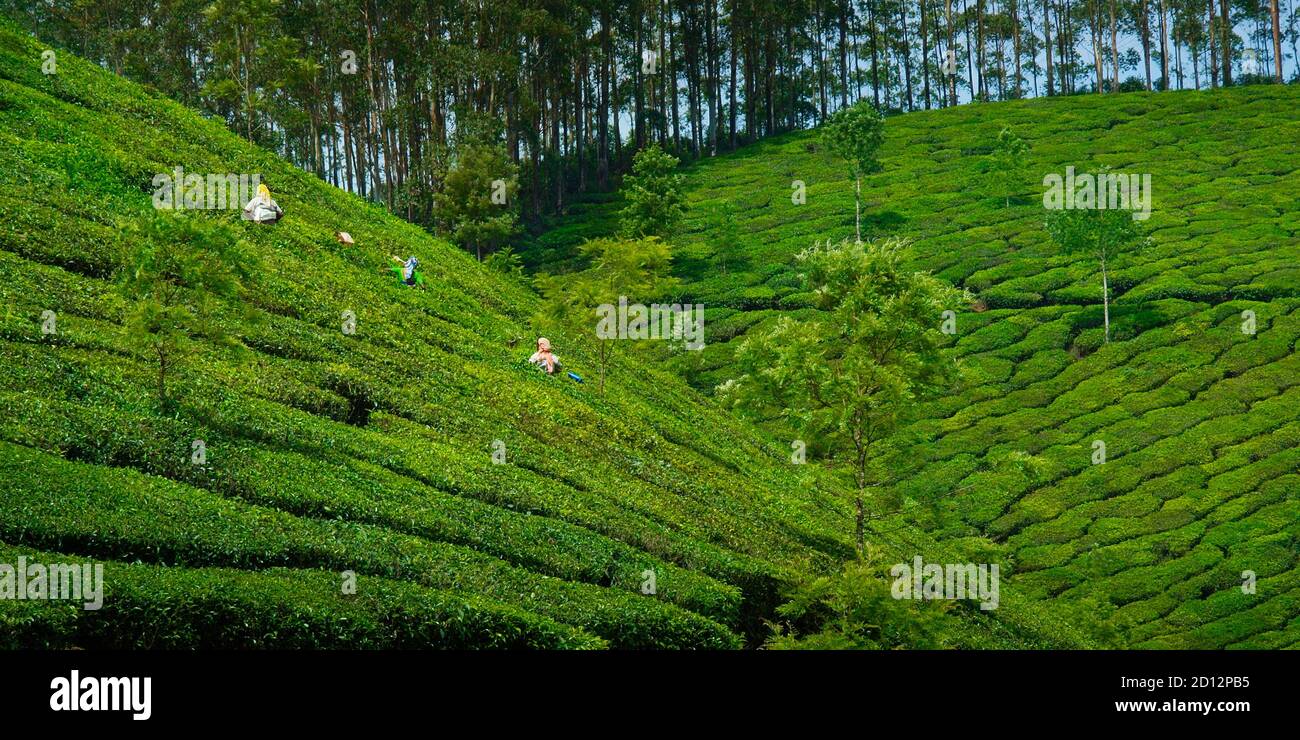 Worker picking tea leaves in Tea plantation in Munar-India Stock Photo ...