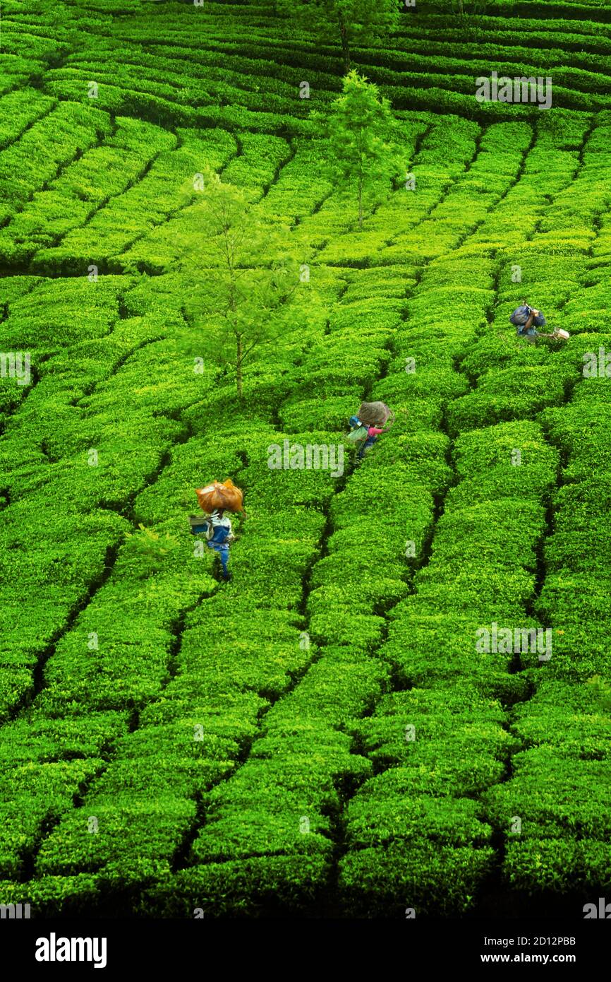 Worker carrying tea leaves in bag in Munar tea plantation-India Stock ...