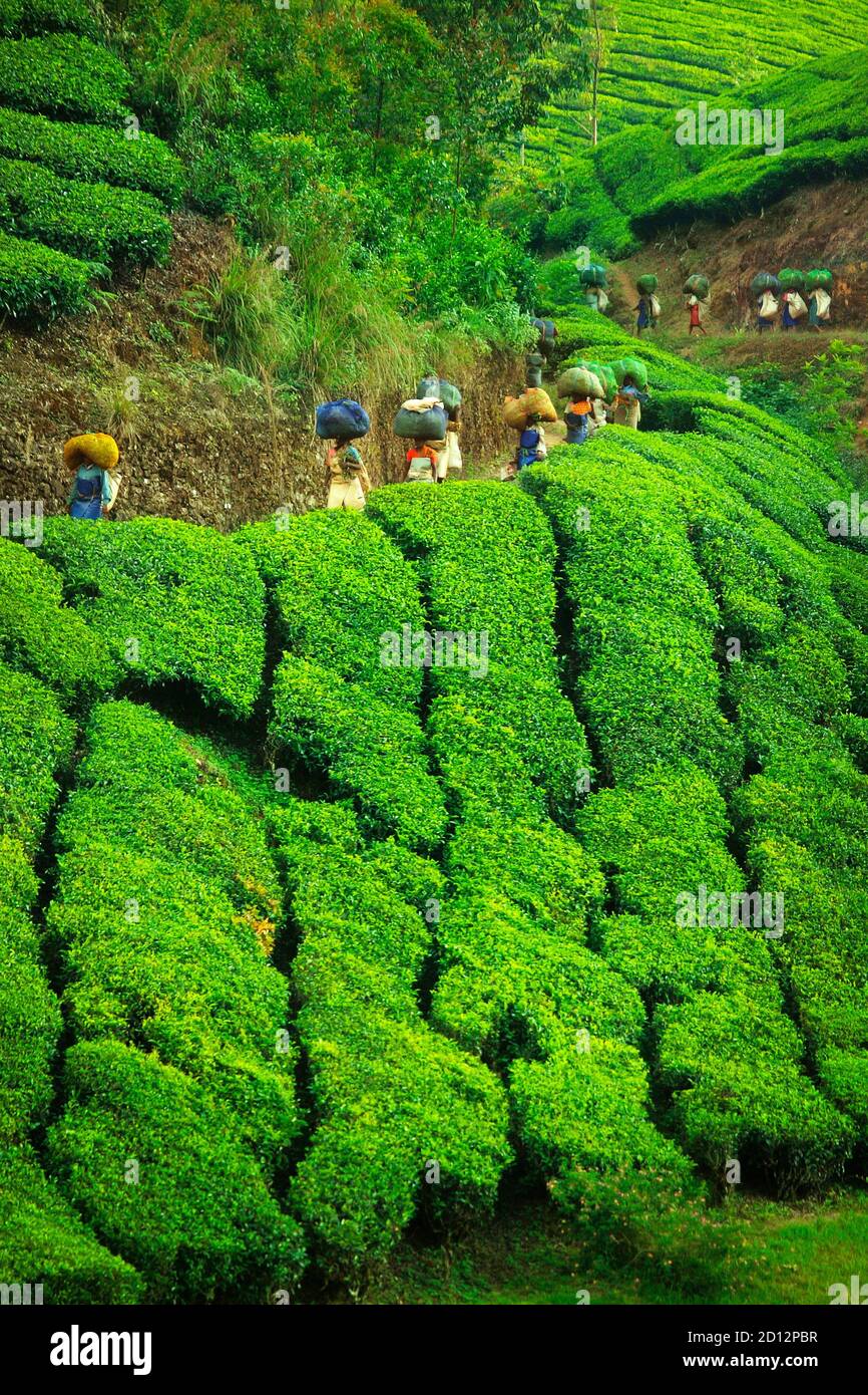 Worker carrying tea leaves in bag in Munar tea plantation-India Stock ...