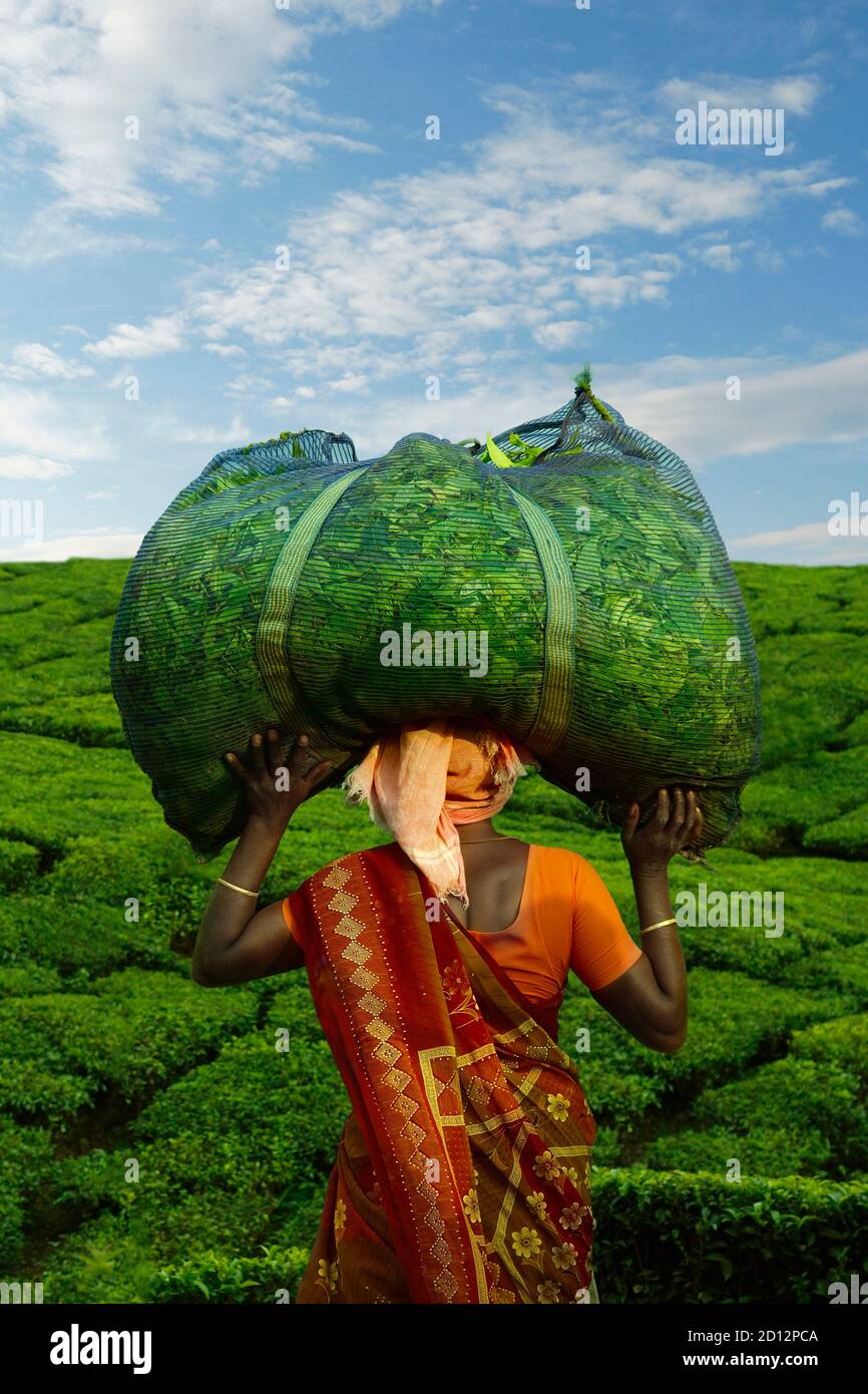 Worker carrying tea leaves in bag in Munar tea plantation-India Stock ...