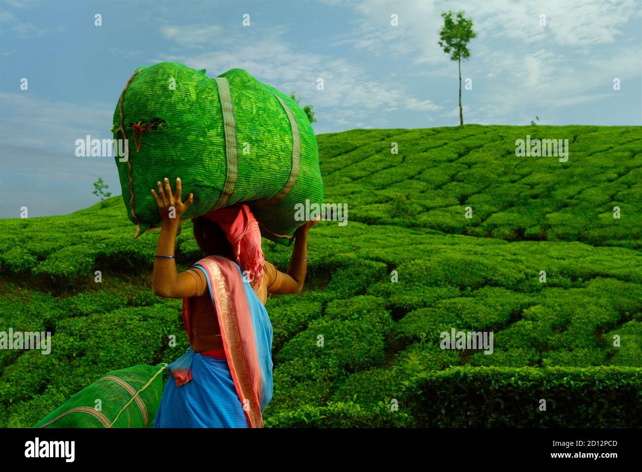 Worker carrying tea leaves in bag in Munar tea plantation-India Stock ...