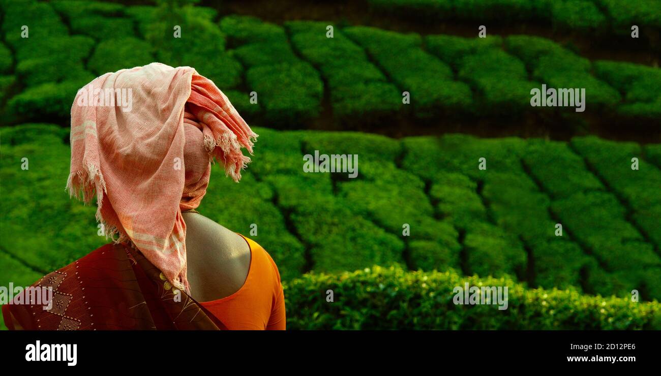 Indian tea worker watching tea plantation in Munar -India Stock Photo ...