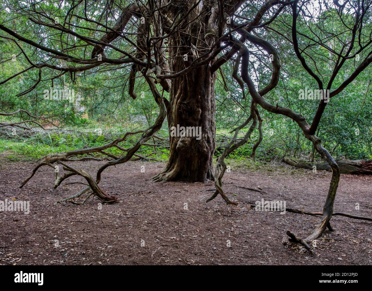 100 yew trees hi-res stock photography and images - Alamy