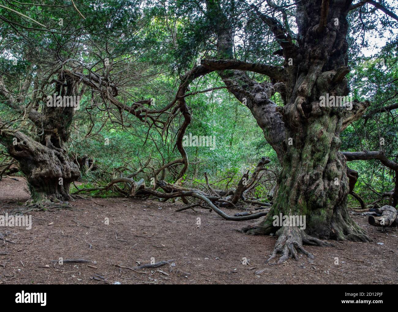 100 yew trees hi-res stock photography and images - Alamy