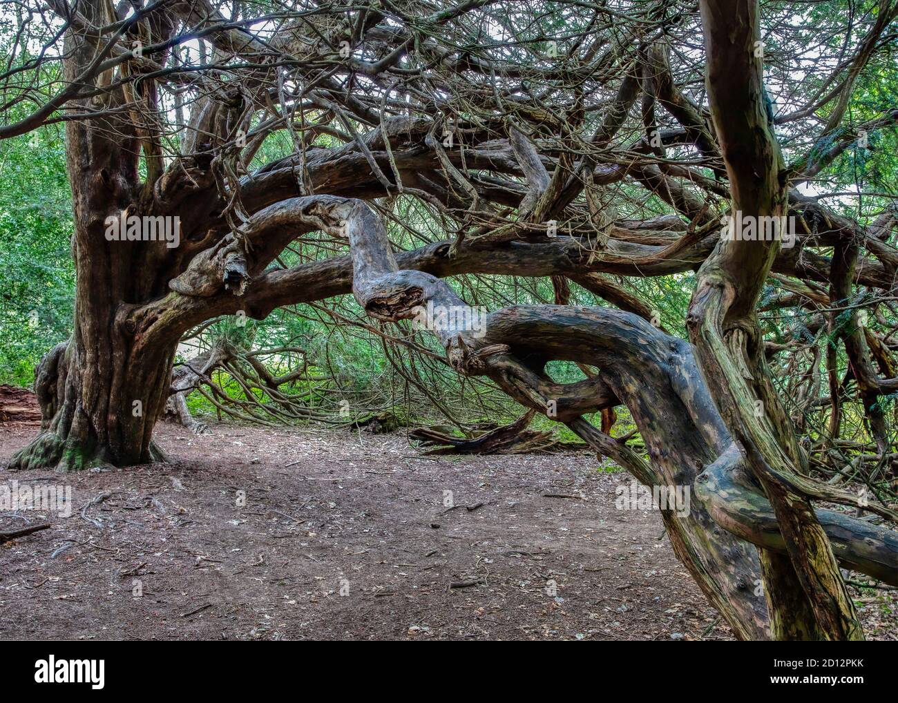 100 yew trees hi-res stock photography and images - Alamy