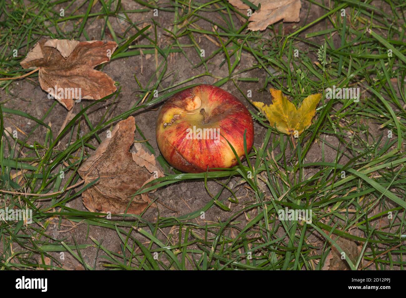 Rotten apples eu hi-res stock photography and images - Alamy