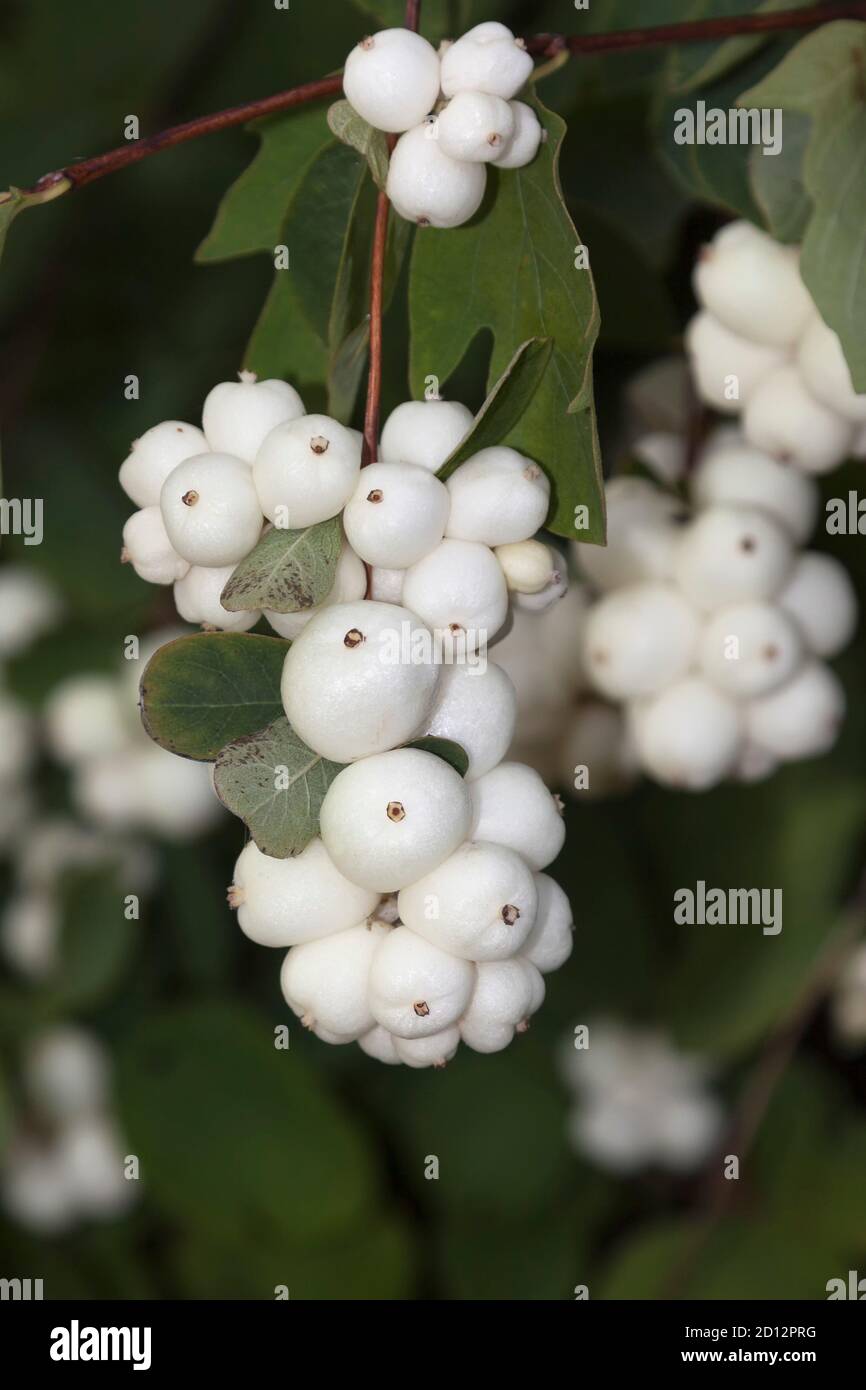 Ghostberry hi-res stock photography and images - Alamy