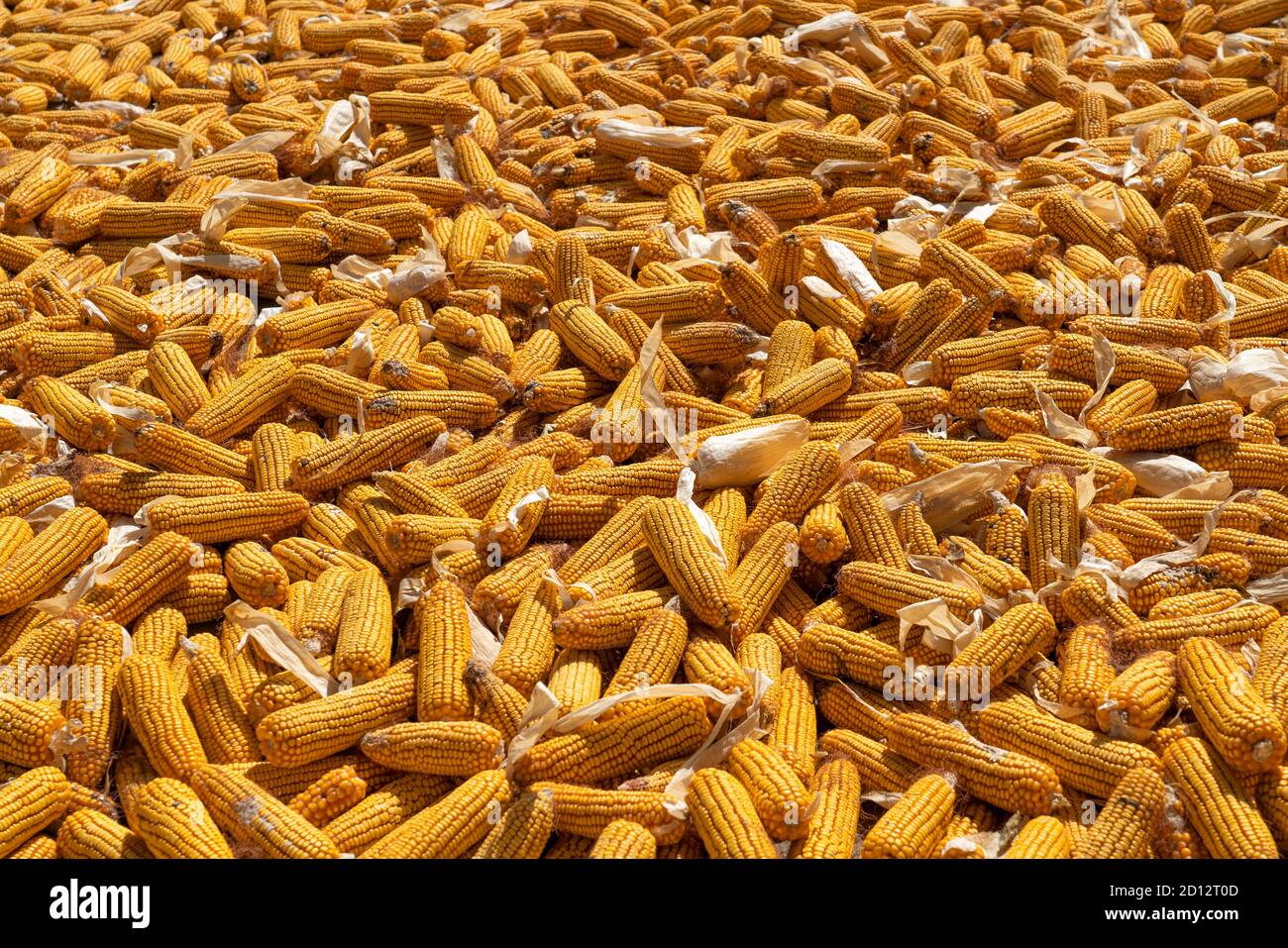 Lots of maizes stack together, harvest scene, raw corn material Stock ...