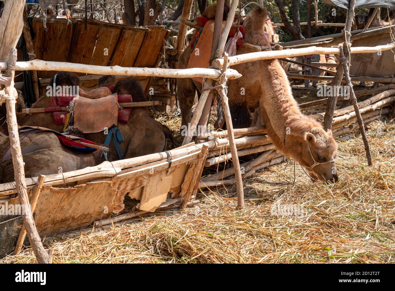 Camels farm, breeding shed in the rural farm, two-humped camels Stock ...